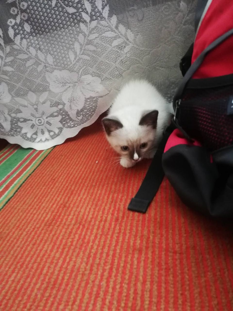 Кошка Шипучка